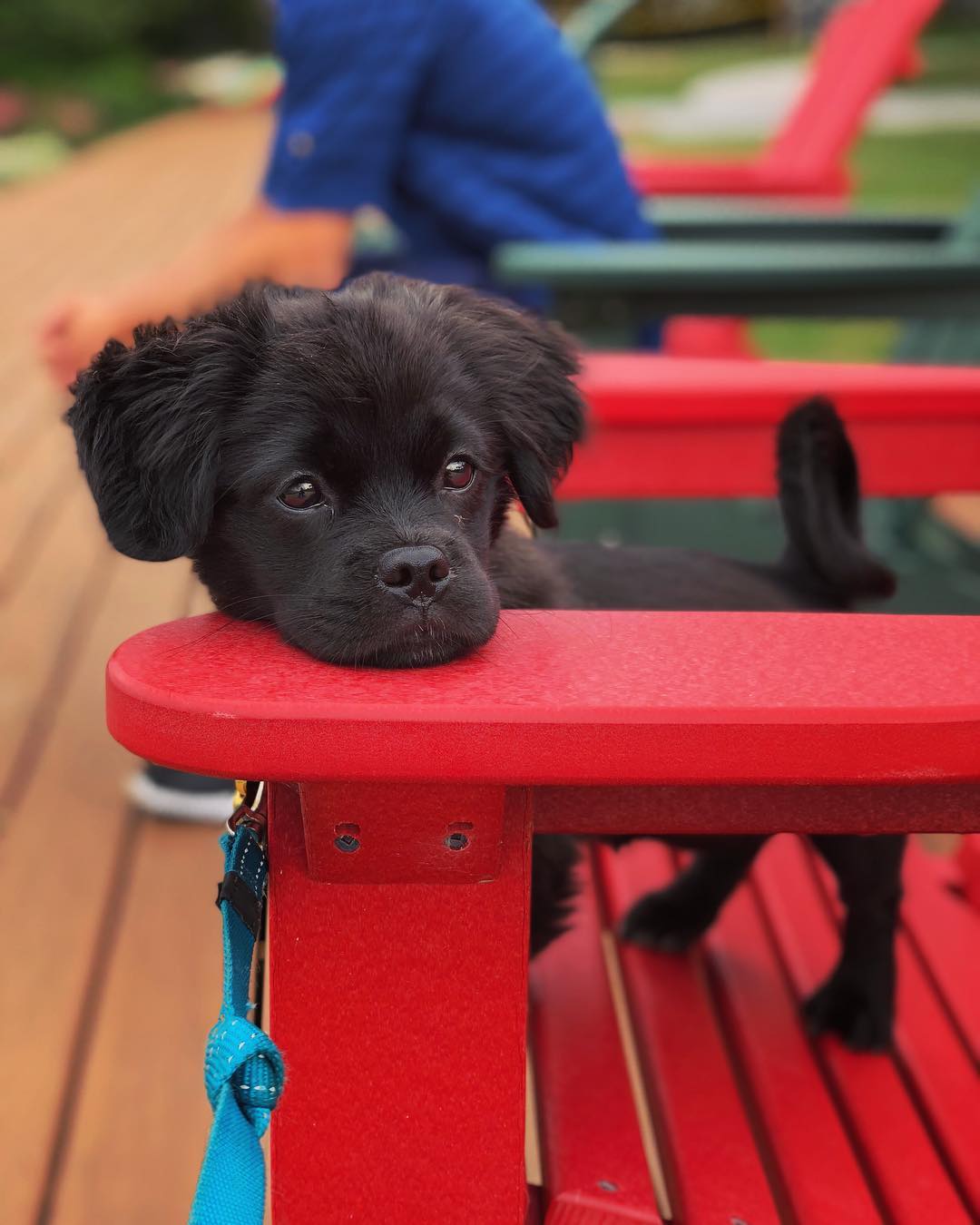Dog Breeds You Have to Know About