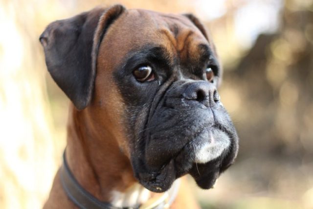 Droopy Dog: 10 Cute Droopy Face Dog Breeds - BSB
