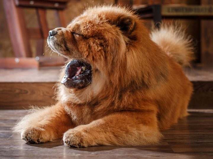 Fluffy Dogs - Top 8 Cutest Fluffy Dog Breeds - BSB