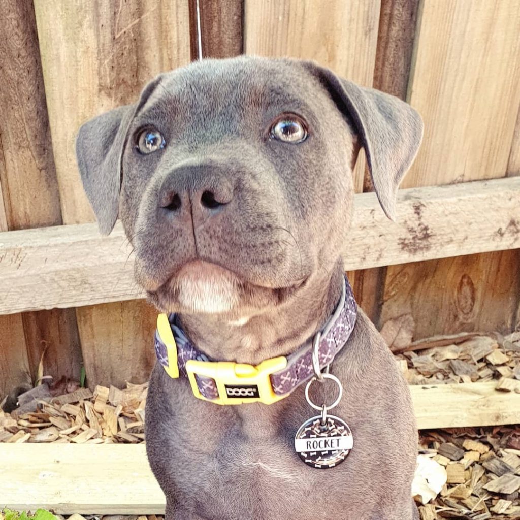 20 Top Selling and Most Popular Dog Tags - BSB