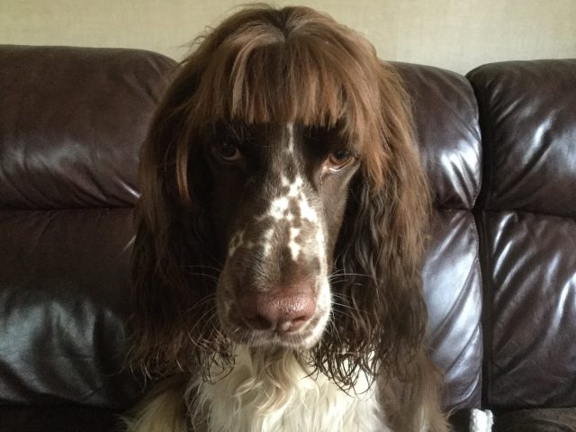 Dog Haircuts: Funny Dog Haircuts - BSB Funny Dog Hairstyles