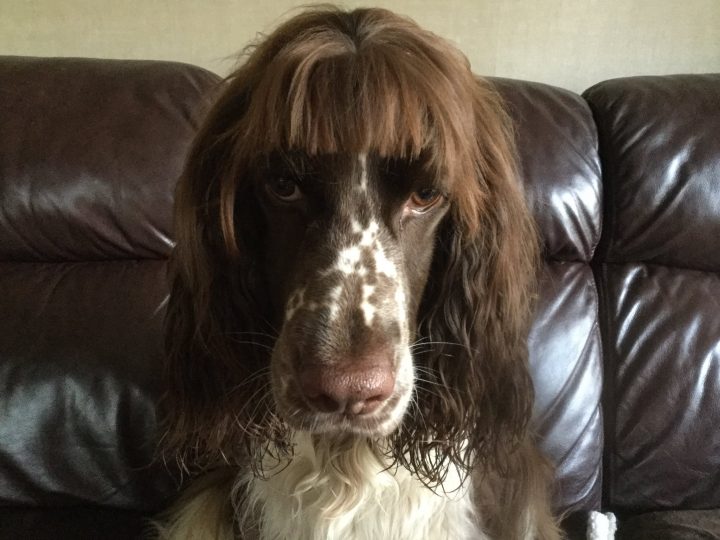 Dog Haircuts: Funny Dog Haircuts - BSB Funny Dog Hairstyles