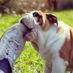 Droopy Dog: 10 Cute Droopy Face Dog Breeds - BSB
