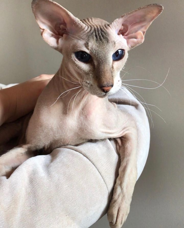 Hairless Cat Breeds - 5 Fuss-free Felines You'll Love - BSB