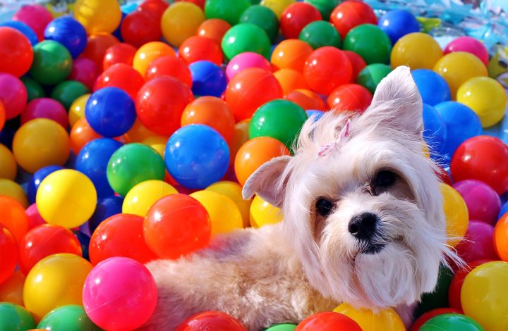 Dog Activities: Games To Play With Your Dog Indoors - BSB