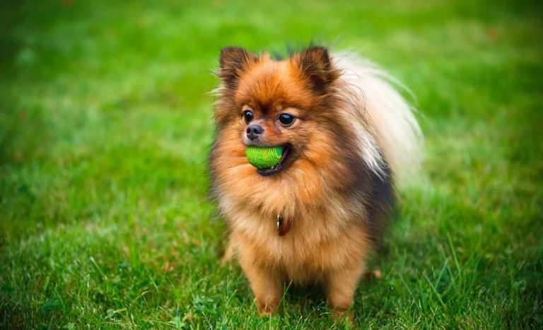 Fluffy Dogs - Top 8 Cutest Fluffy Dog Breeds - BSB