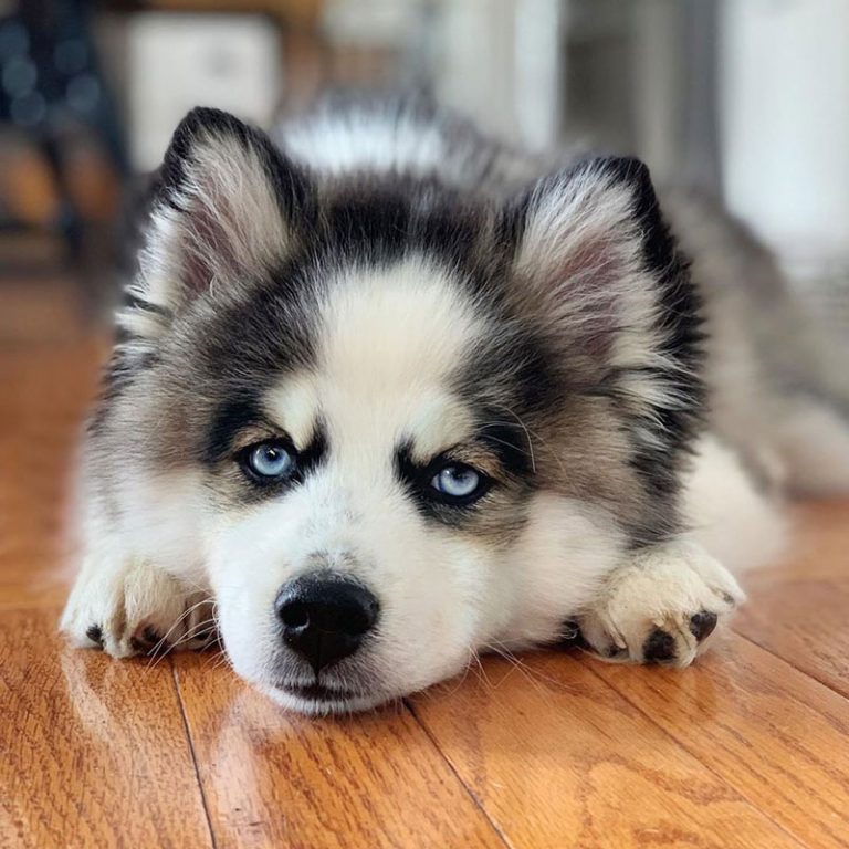 Fluffy Dogs - Top 8 Cutest Fluffy Dog Breeds - BSB