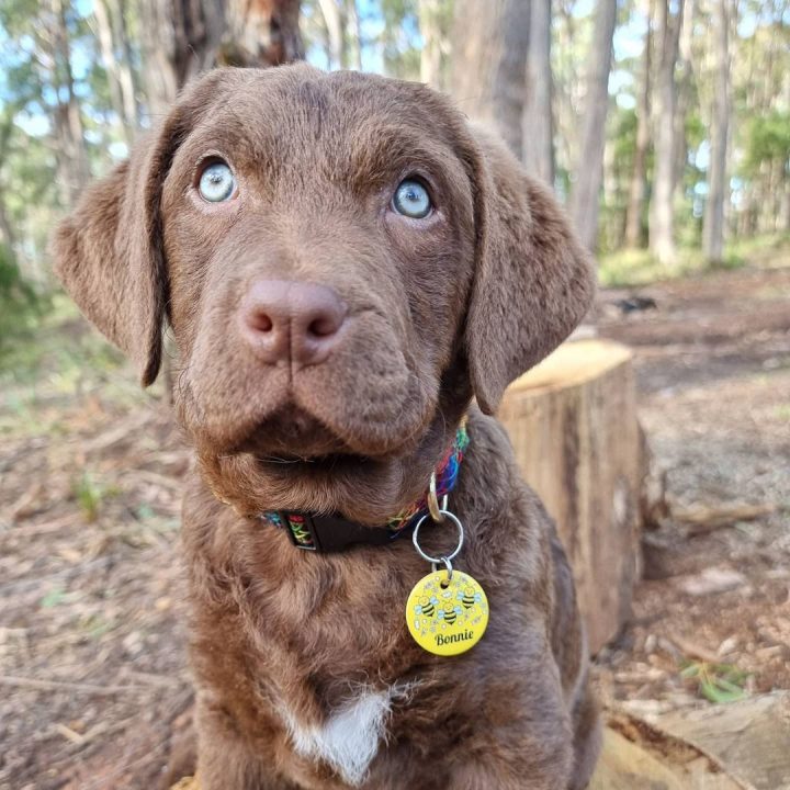 20 Top Selling and Most Popular Dog Tags - BSB