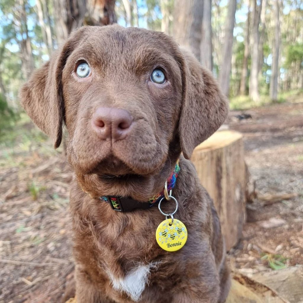 Top 10 Cutest Dog Breeds - BSB