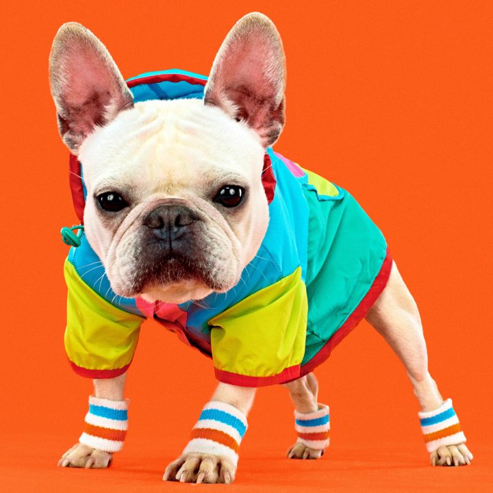 International Dog Day: Dog Instagram Influencers Outfit Inspo - BSB