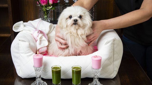 Most Spoiled Dogs In The World You'll Get Jealous Of - BSB