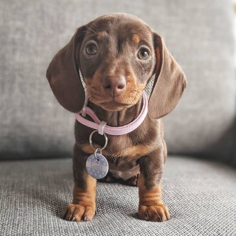 Top 10 Cutest Dog Breeds - BSB