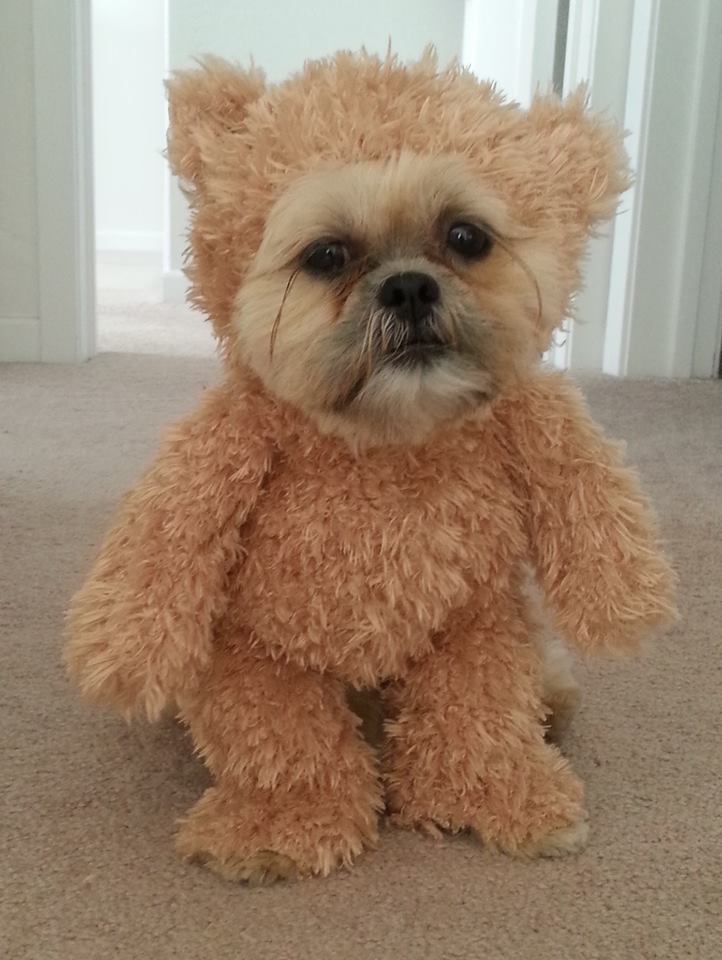 Funny Dog Costumes DIY Dog Costume Ideas BSB funny-dog-costumes-diy-dog-costume-ideas-bsb