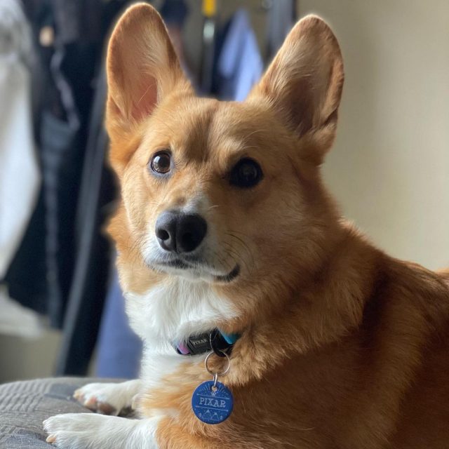 Top 10 Cutest Dog Breeds - BSB