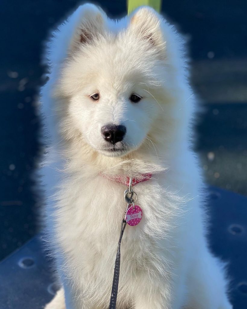 Top 10 Cute Dogs: August - BSB