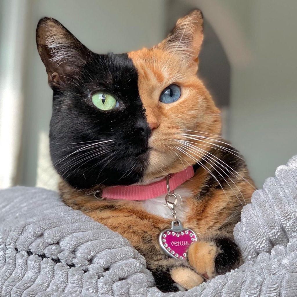 International Cat Day: 8 Famous Cats Of Instagram - BSB